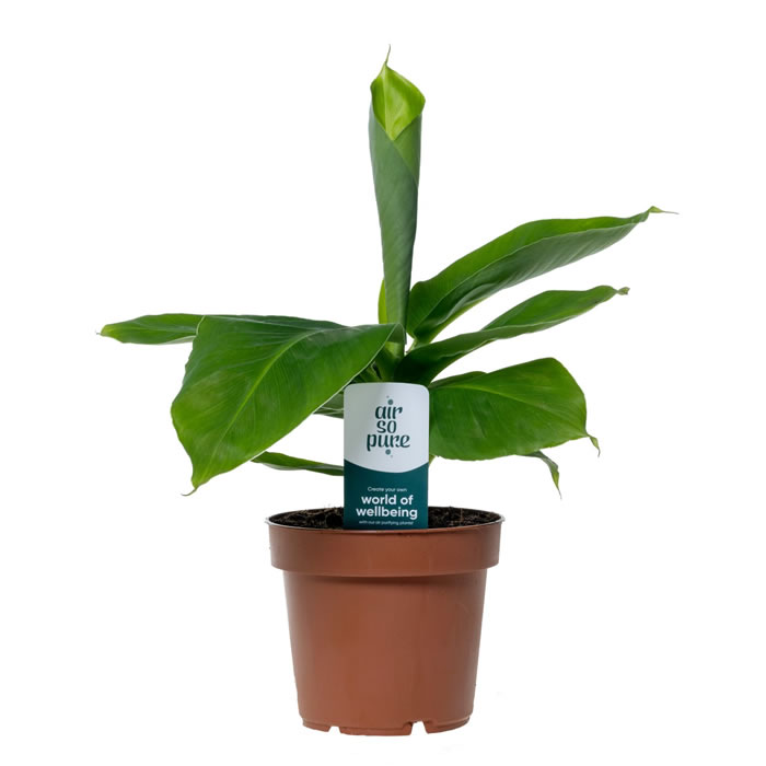 PLANTE : Plante verte Musa 35 cm
